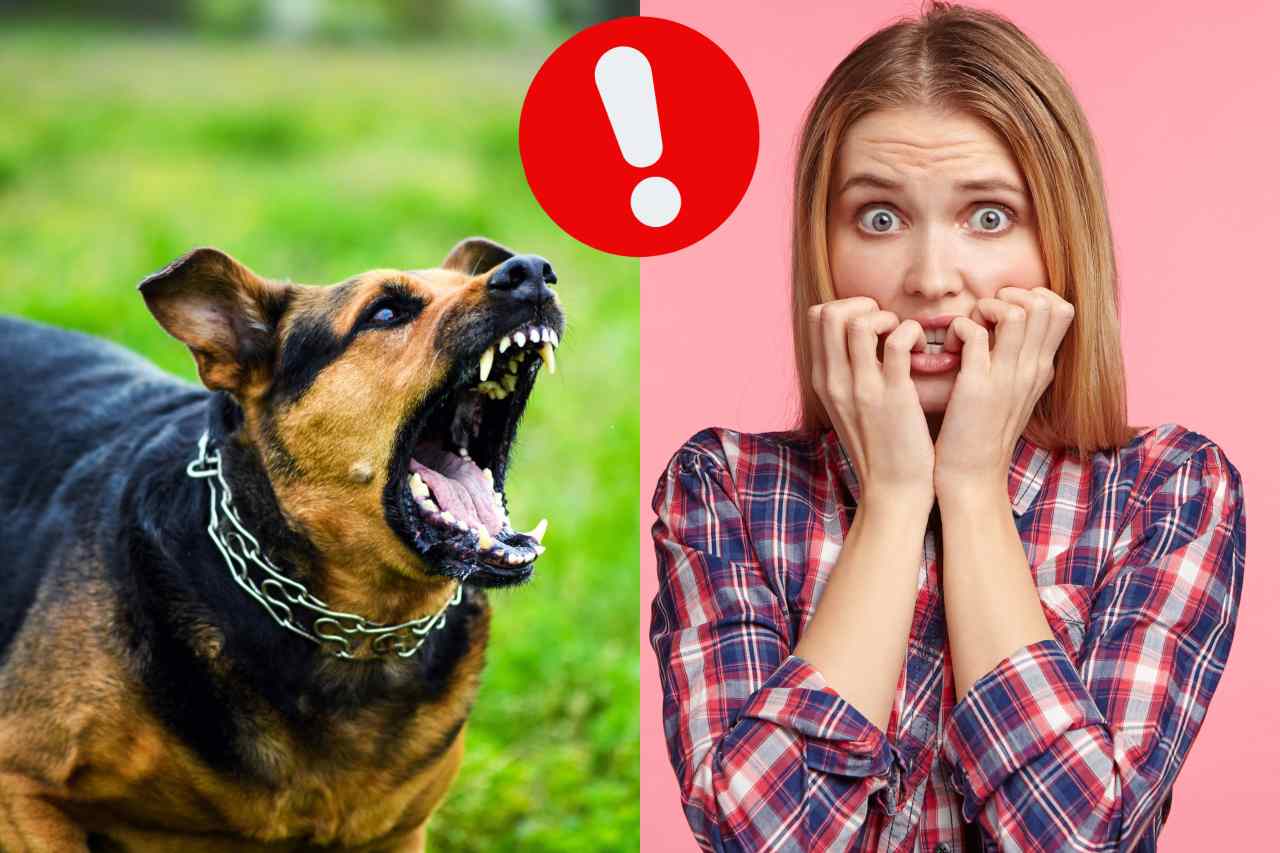 Morso di un cane: il primo soccorso da fare - NewsSalute.it